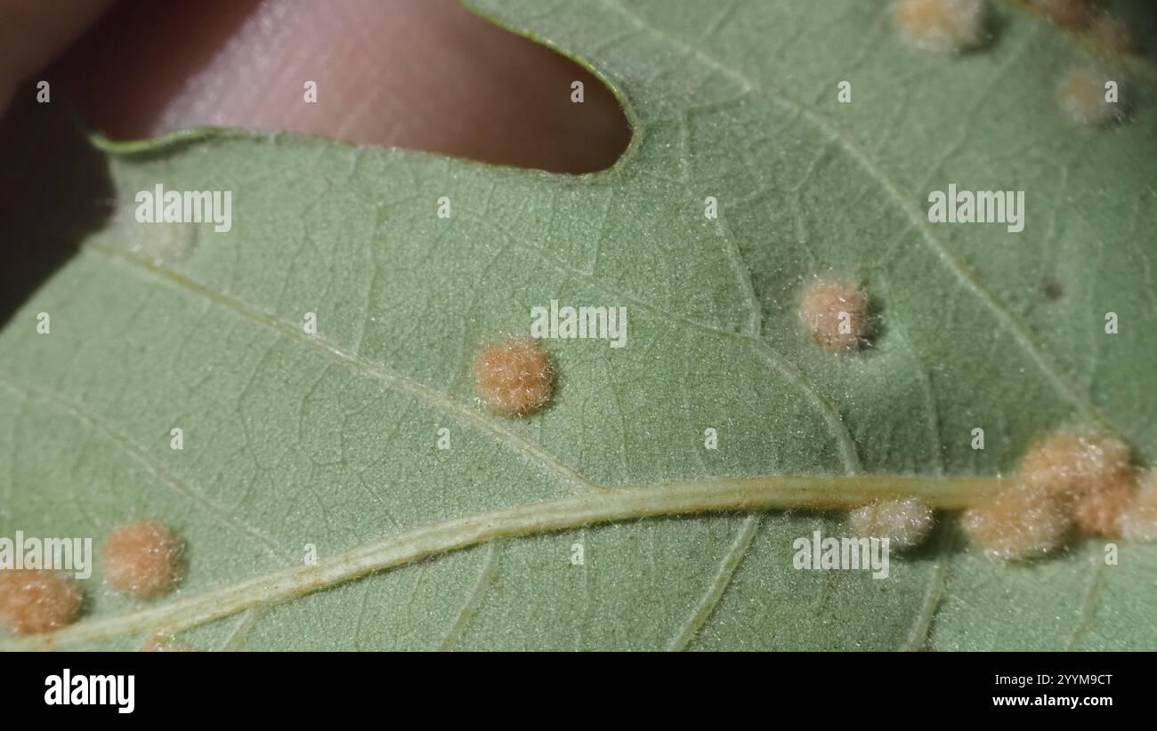 oak flake gall wasp (Neuroterus quercusverrucarum Stock Photo - Alamy