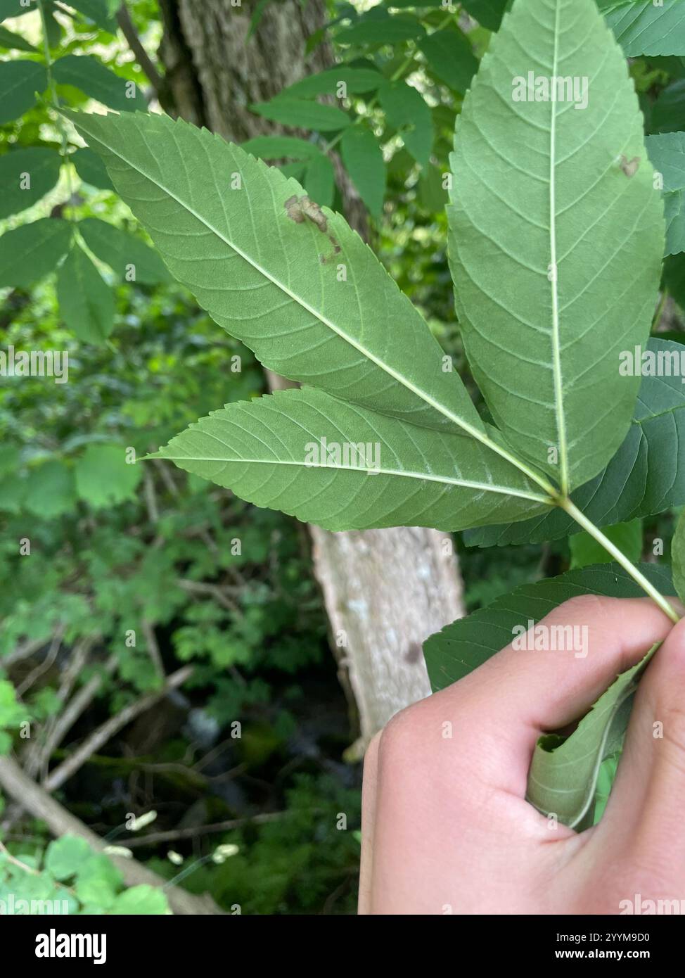 European ash (Fraxinus excelsior Stock Photo - Alamy