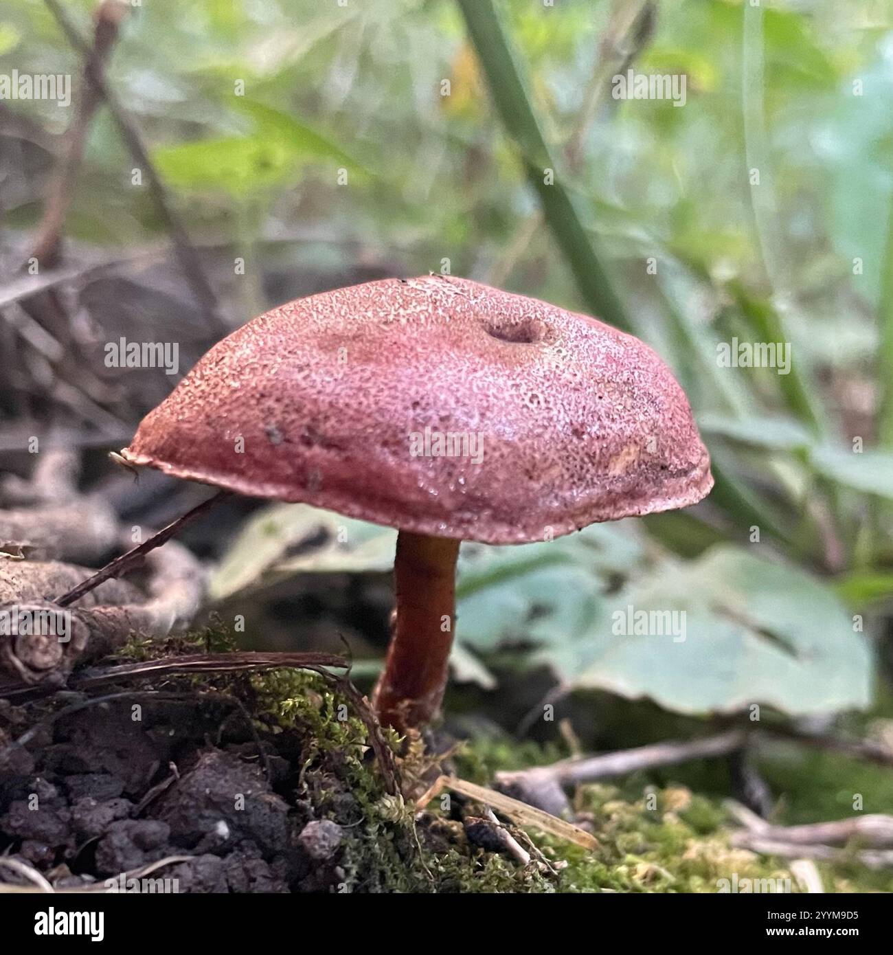 Ruby Bolete (Hortiboletus rubellus Stock Photo - Alamy