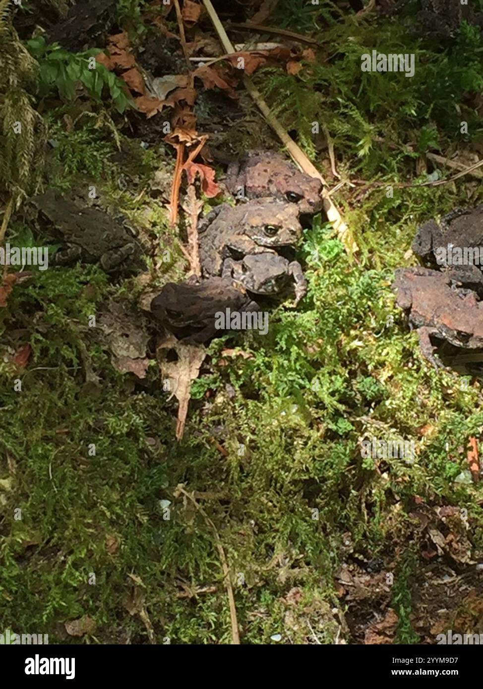 Western Toad (Anaxyrus boreas Stock Photo - Alamy