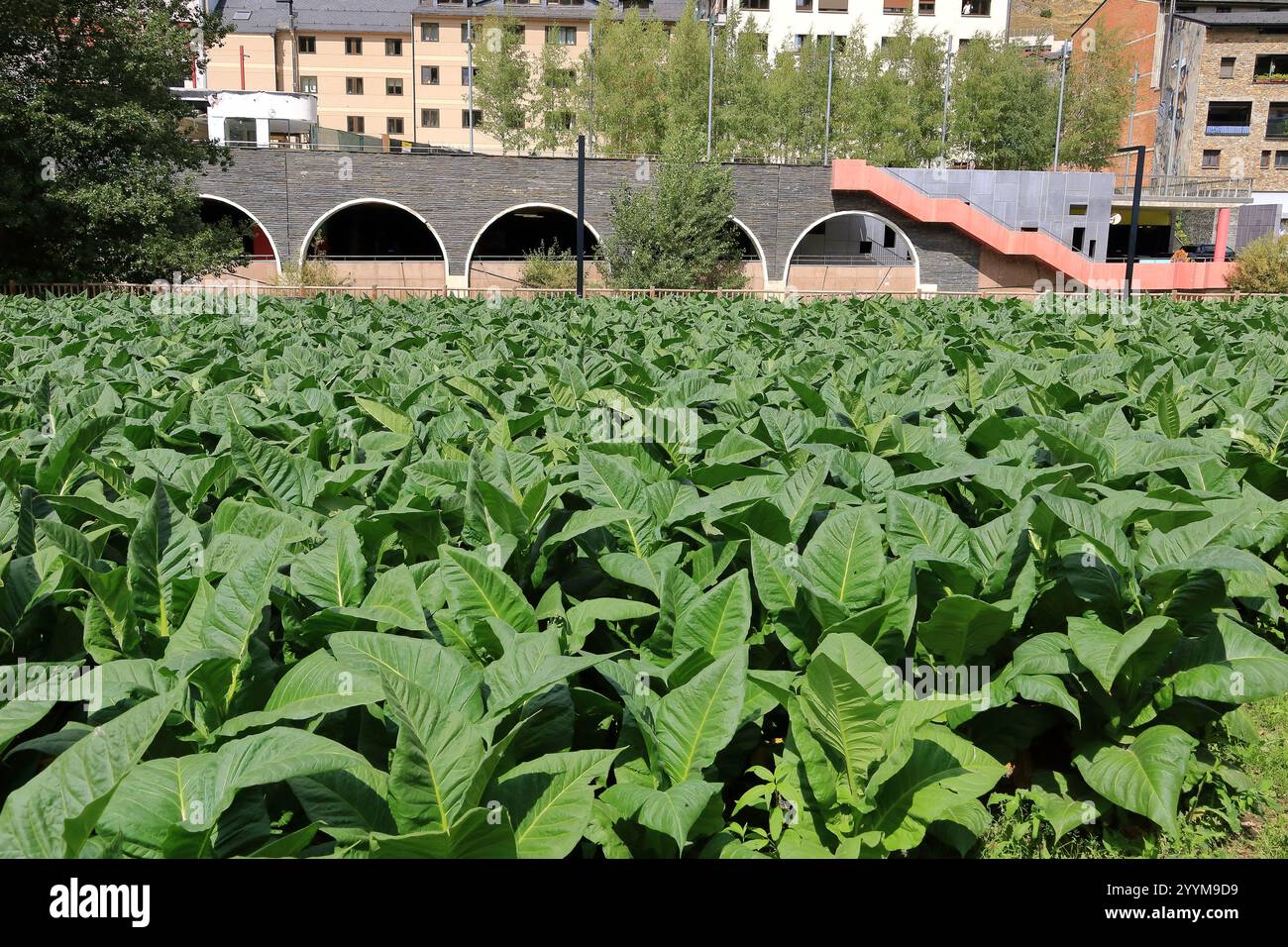 tobacco plants on a small field, Andorra Stock Photo - Alamy
