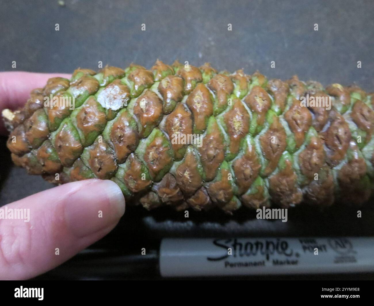 slash pine (Pinus elliottii Stock Photo - Alamy