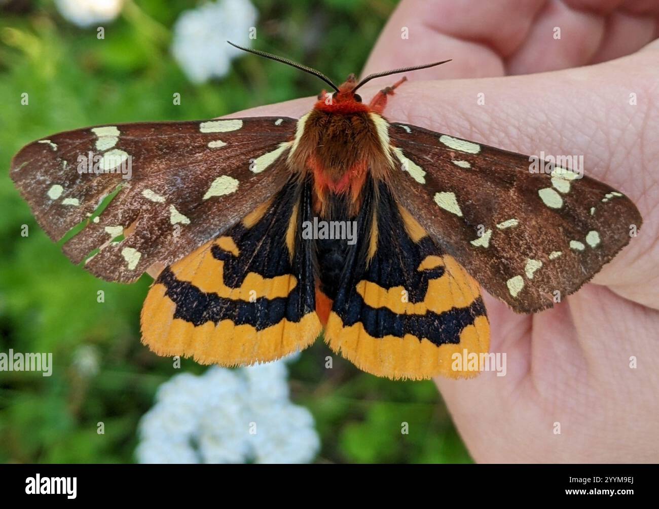St. Lawrence Tiger Moth (Arctia parthenos Stock Photo - Alamy