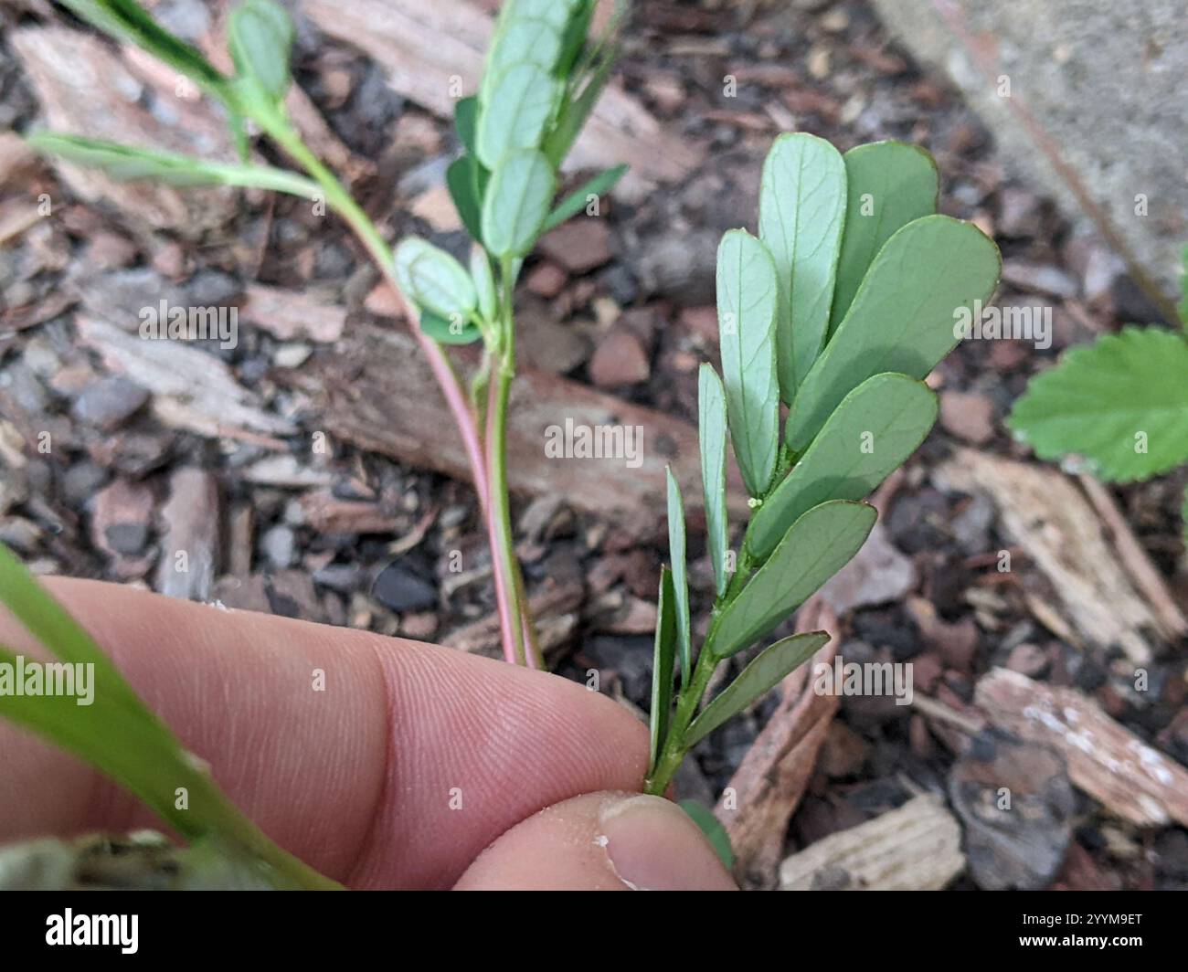 Chamberbitter (Phyllanthus urinaria Stock Photo - Alamy