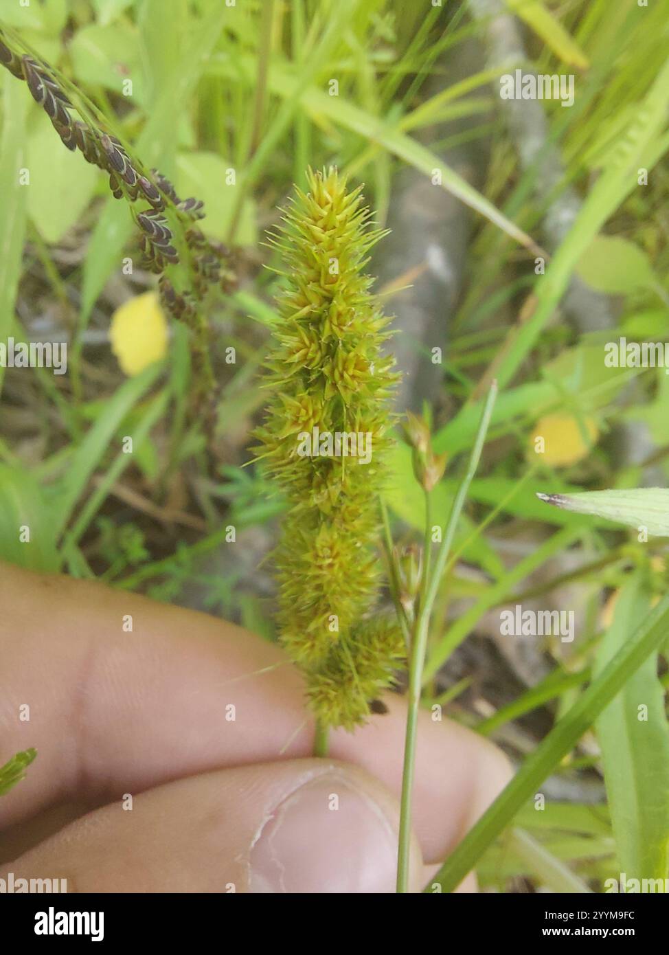 fox sedge (Carex vulpinoidea Stock Photo - Alamy