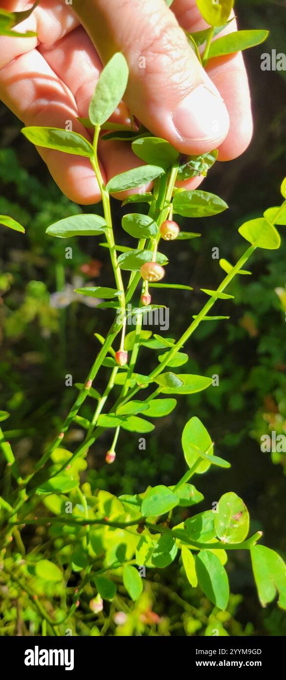 Red Huckleberry (Vaccinium parvifolium Stock Photo - Alamy