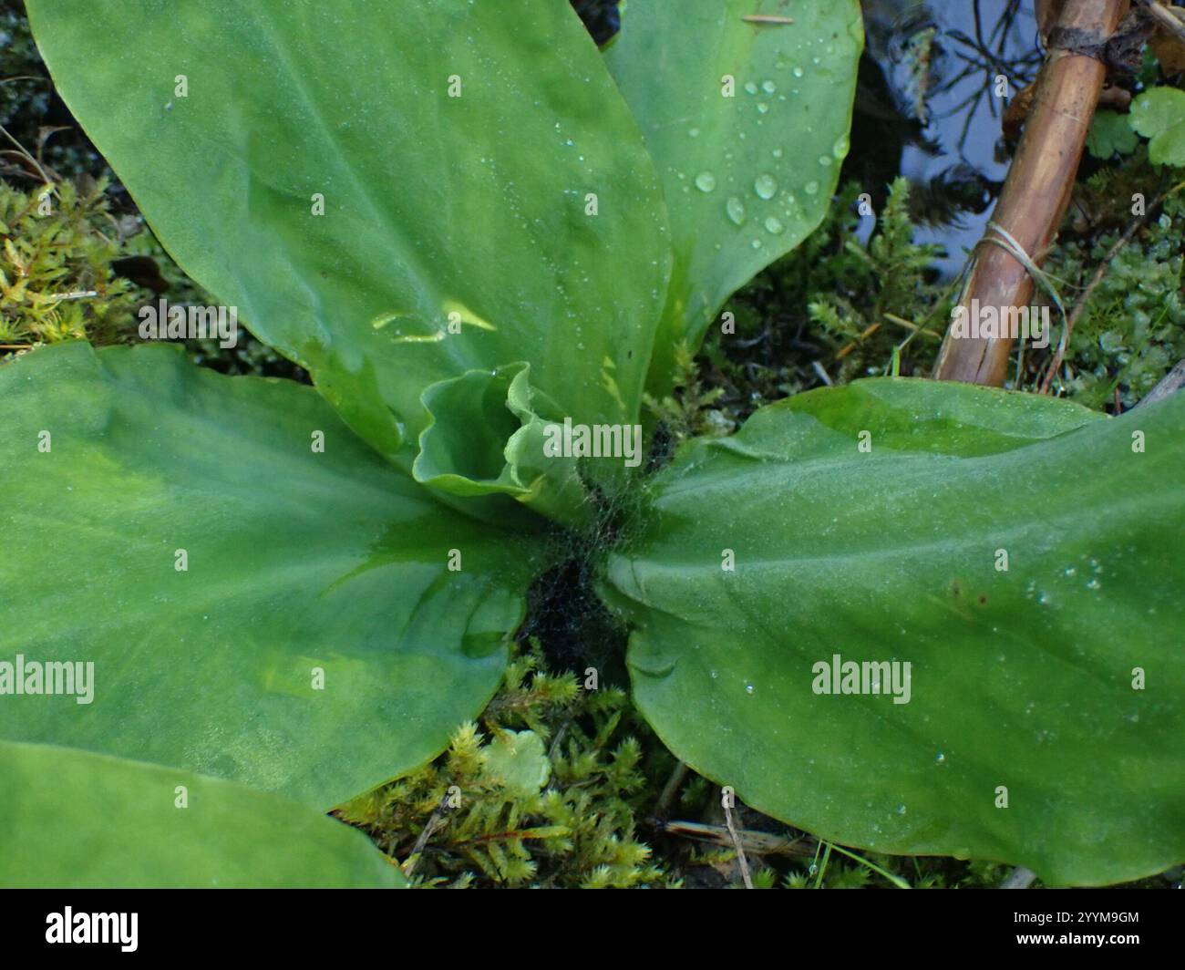 western skunk cabbage (Lysichiton americanus Stock Photo - Alamy