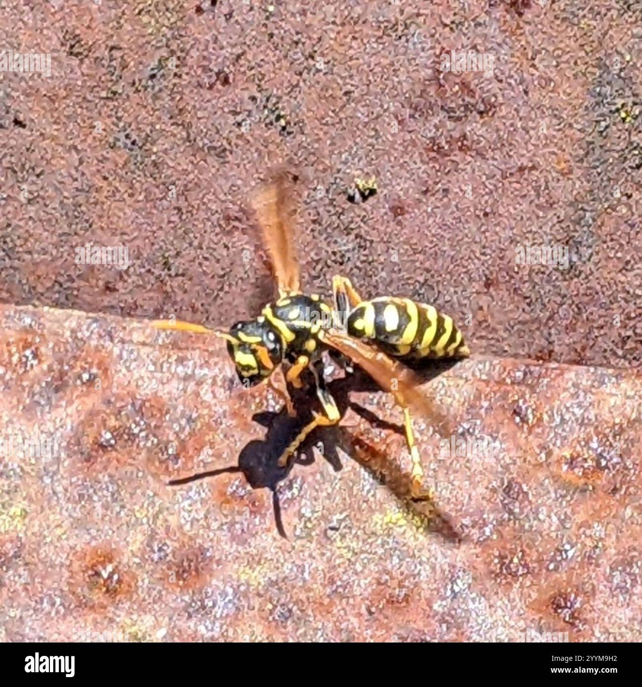 European Paper Wasp (Polistes dominula Stock Photo - Alamy