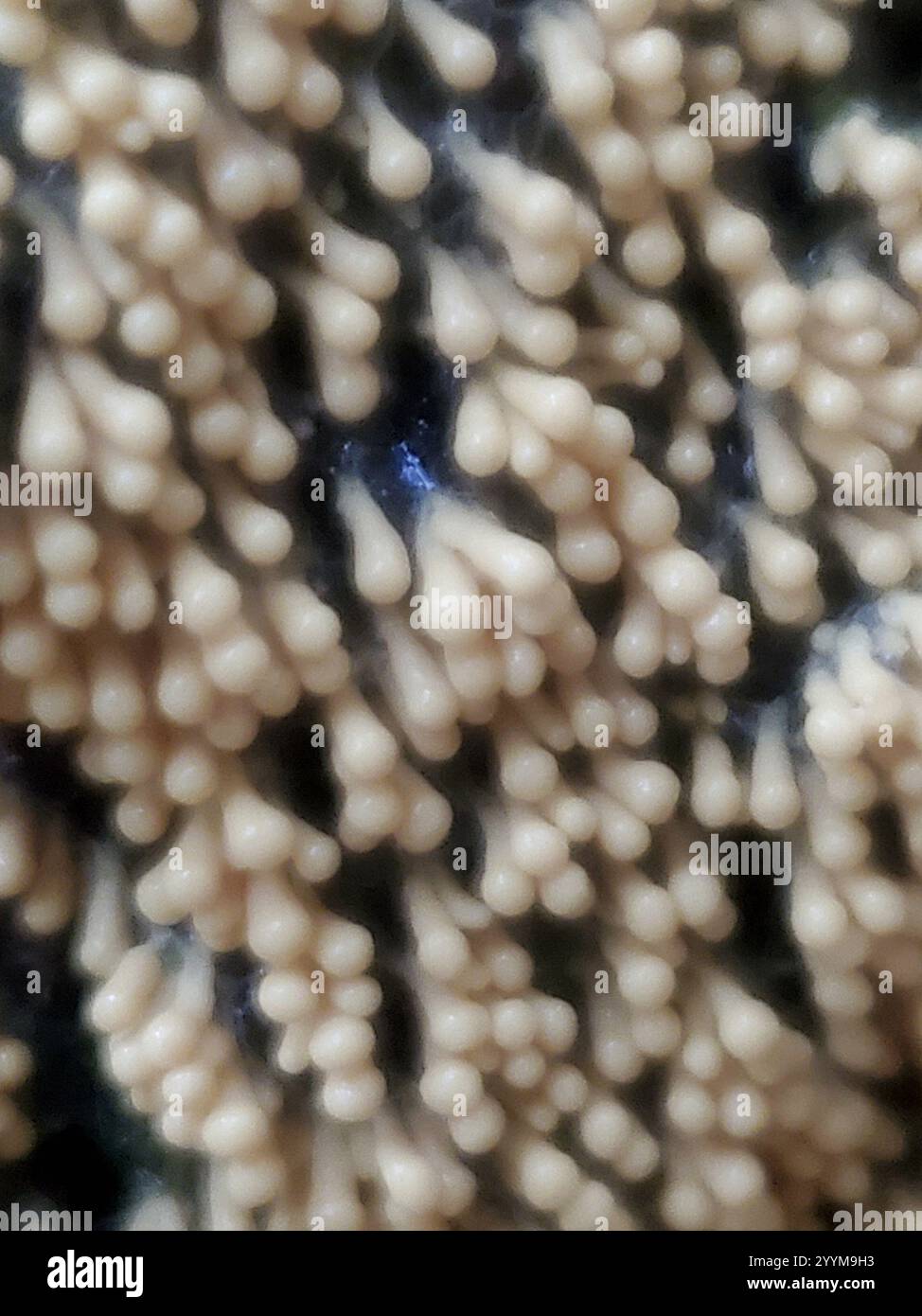 slime molds (Mycetozoa Stock Photo - Alamy