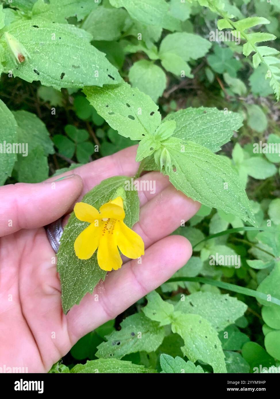Coastal Monkeyflower (Erythranthe dentata Stock Photo - Alamy