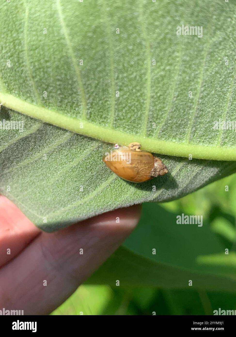 Succineidae hi-res stock photography and images - Alamy