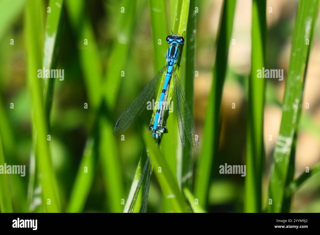 Azure Damselfly (Coenagrion puella Stock Photo - Alamy Azure Damselfly (Coenagrion puella Stock Photo - Alamy