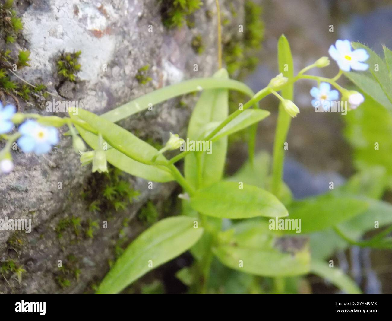 water forget-me-not (Myosotis scorpioides Stock Photo - Alamy