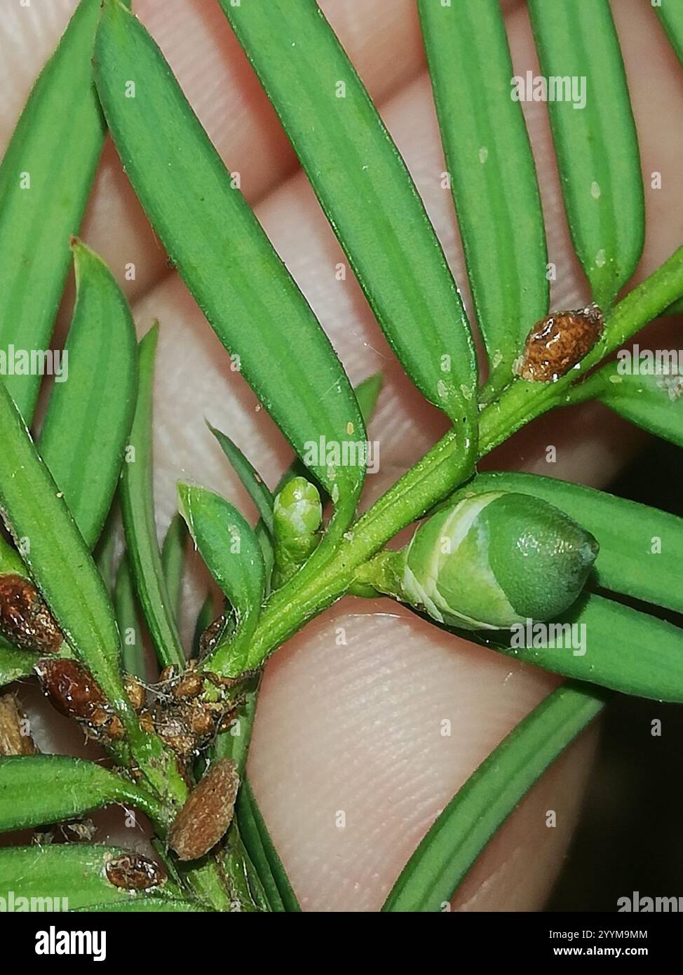 Fletcher Scale (Parthenolecanium fletcheri Stock Photo - Alamy