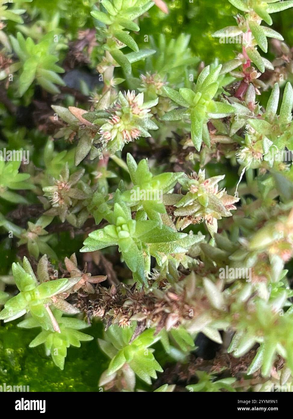 Australian Stonecrop (Crassula sieberiana Stock Photo - Alamy