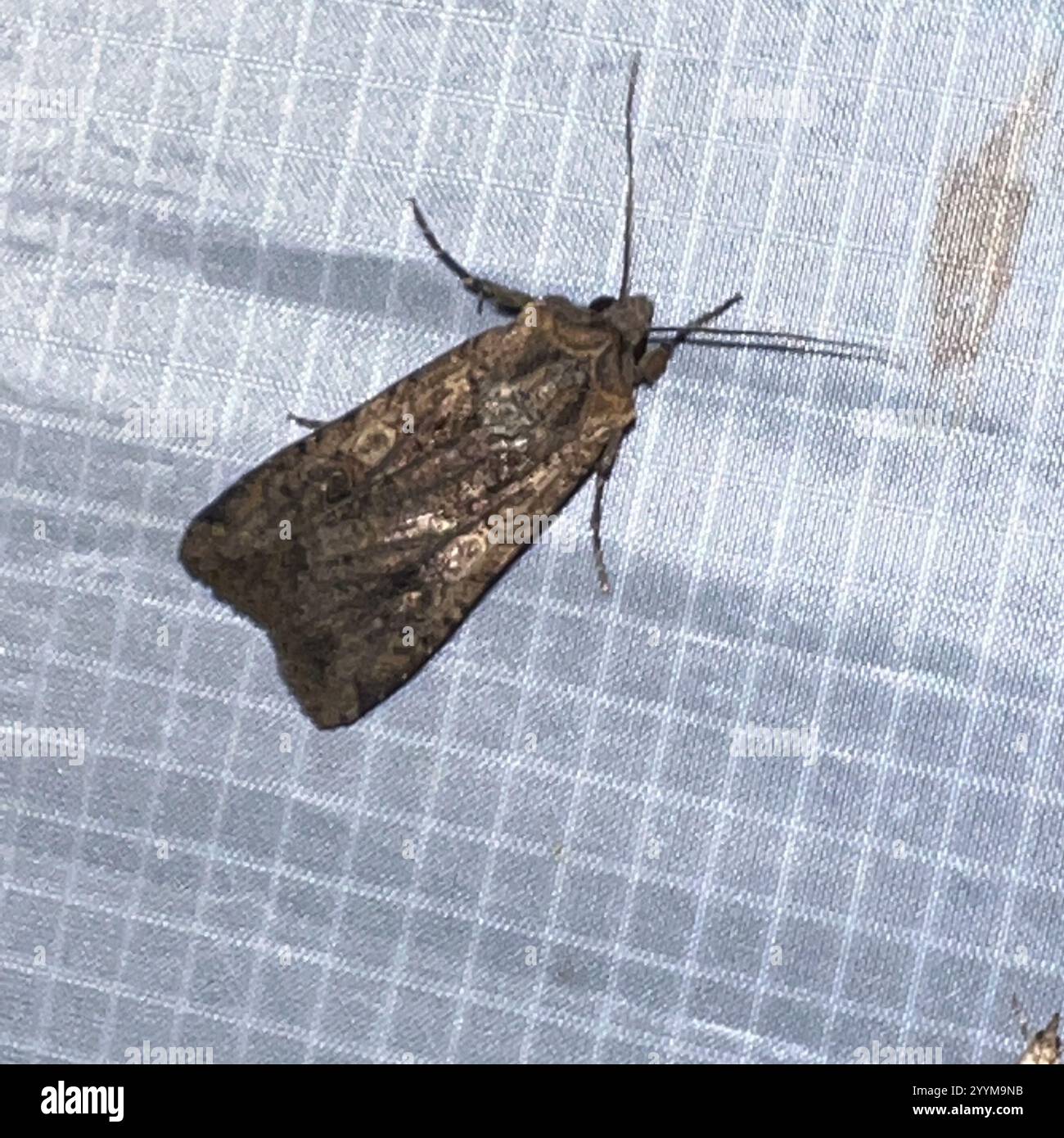 Variegated Cutworm Moth (Peridroma saucia Stock Photo - Alamy