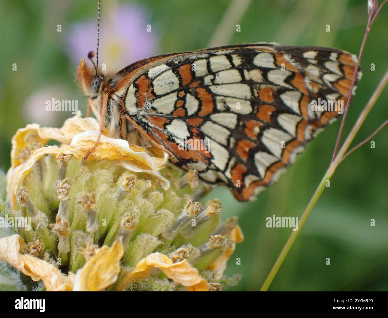 Northern Checkerspot (Chlosyne palla Stock Photo - Alamy