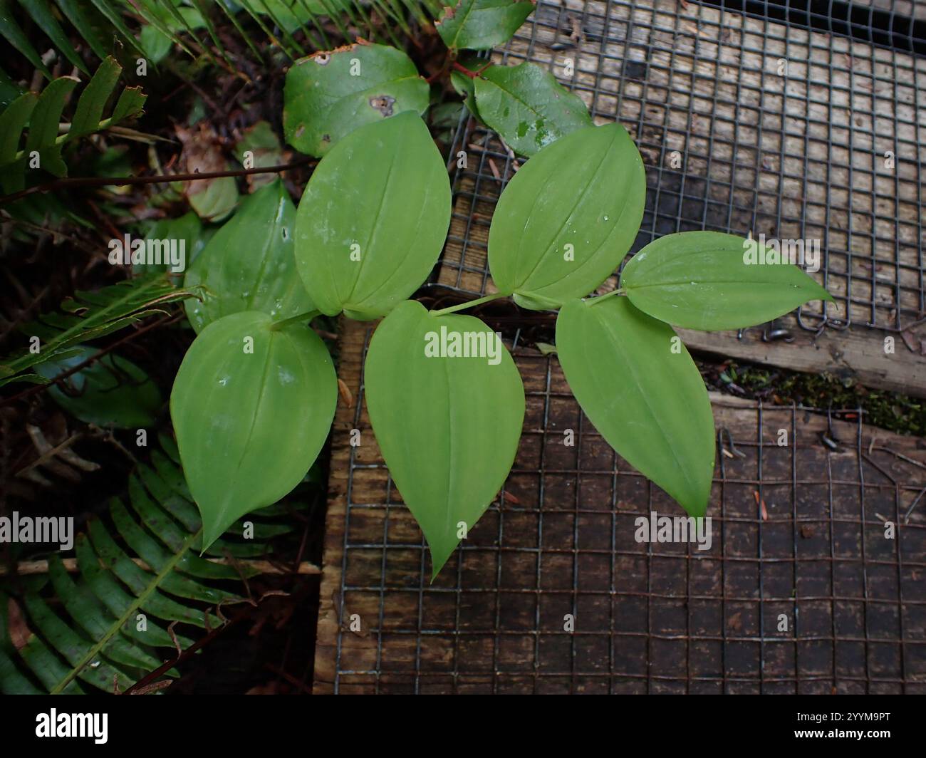white twisted-stalk (Streptopus amplexifolius Stock Photo - Alamy
