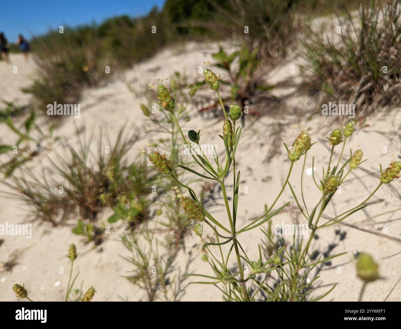 Plantago arenaria hi-res stock photography and images - Alamy