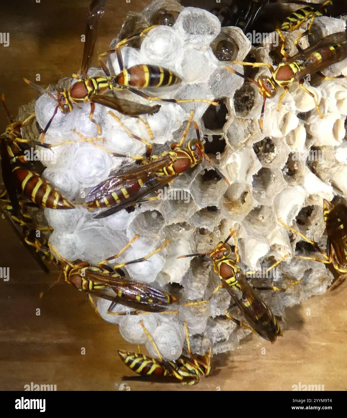 Guinea Paper Wasp (Polistes exclamans Stock Photo - Alamy