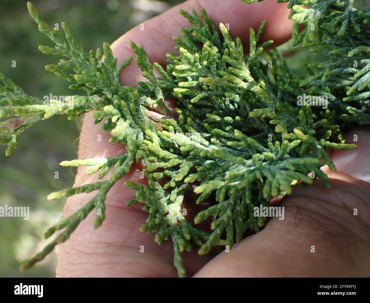 Rocky Mountain Juniper (Juniperus scopulorum Stock Photo - Alamy