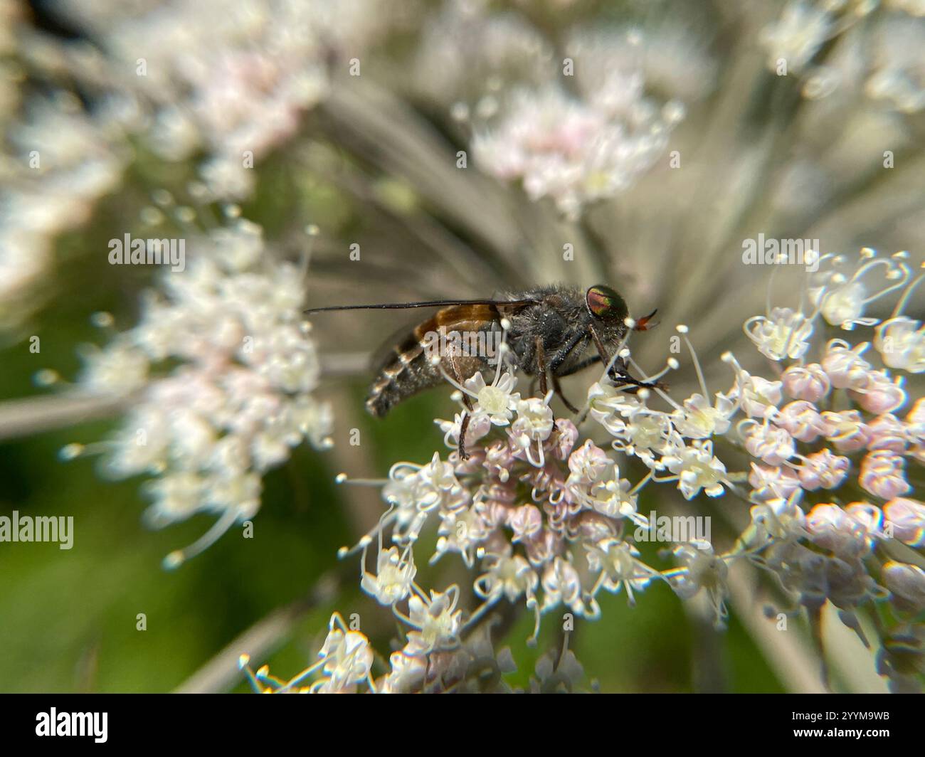Horse and Deer Flies (Tabanidae Stock Photo - Alamy