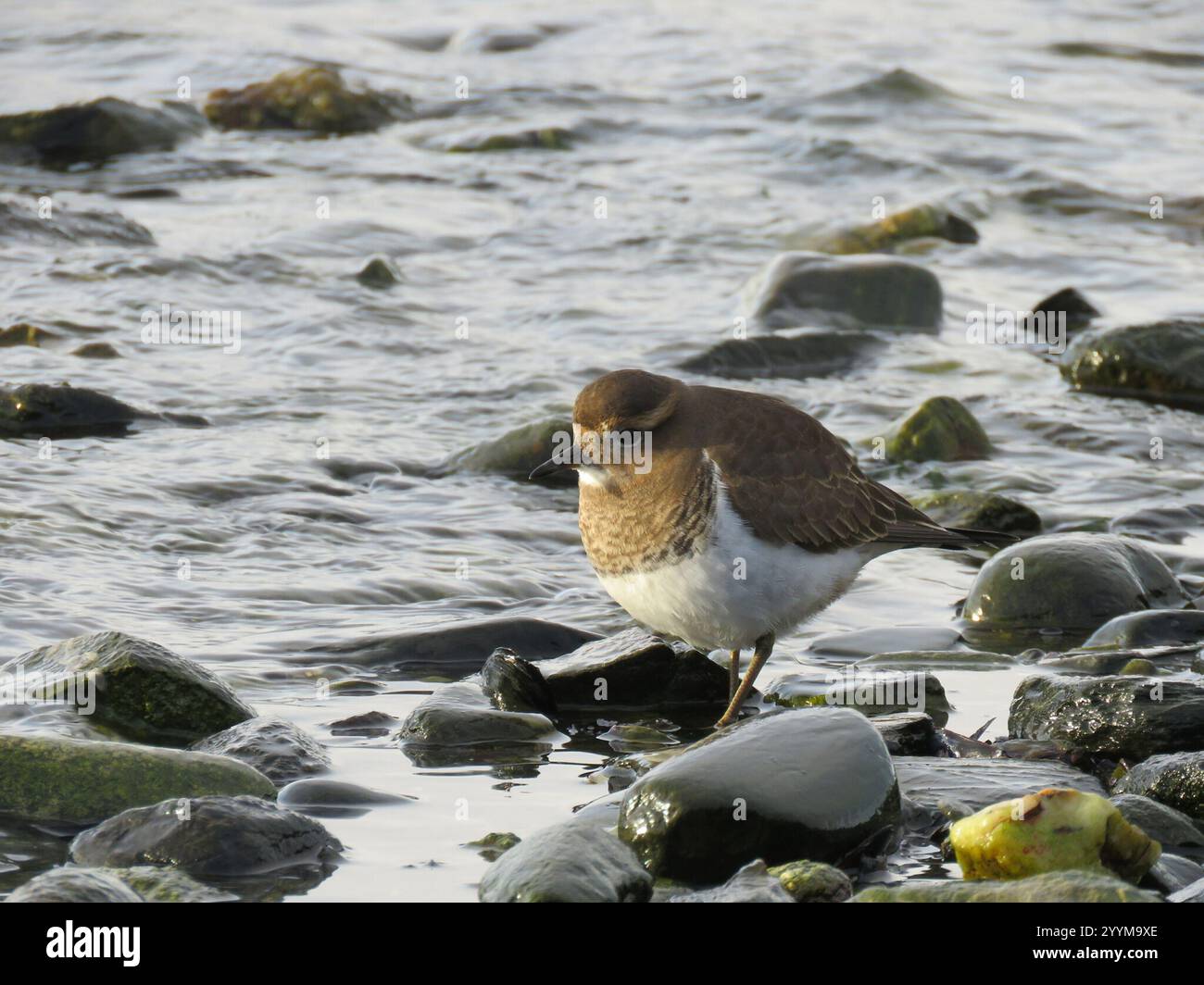Rufous-chested Dotterel (Zonibyx modestus Stock Photo - Alamy