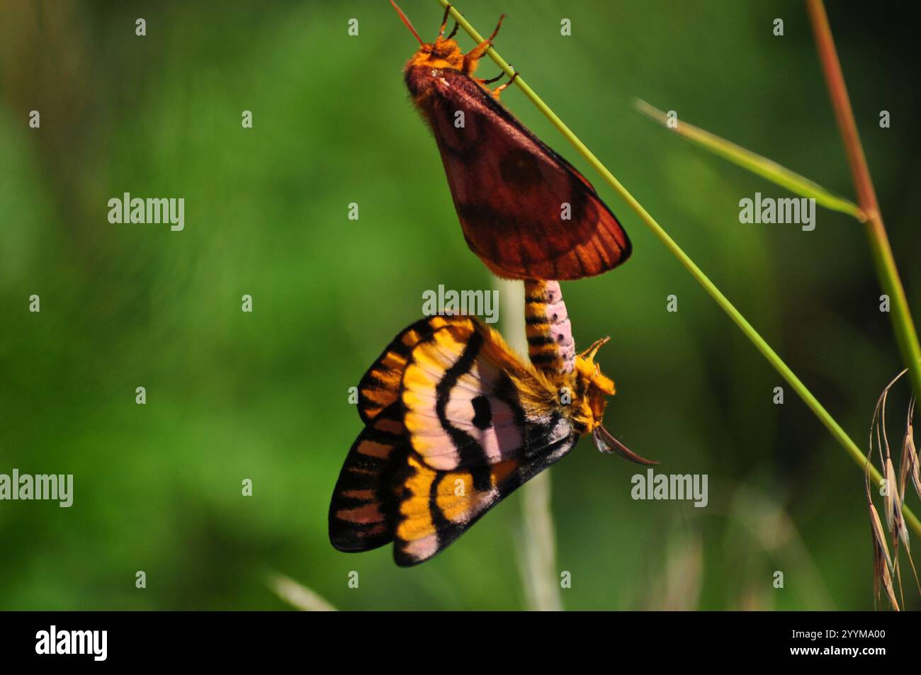Sheep moth hi-res stock photography and images - Alamy