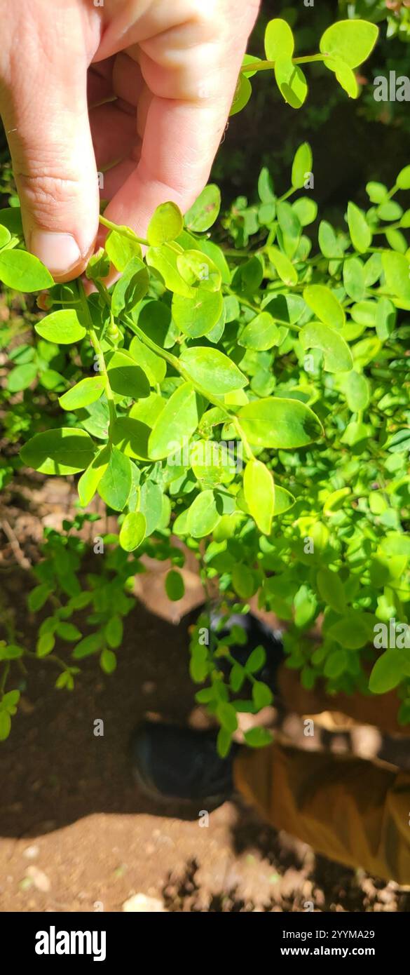 Red Huckleberry (Vaccinium parvifolium Stock Photo - Alamy
