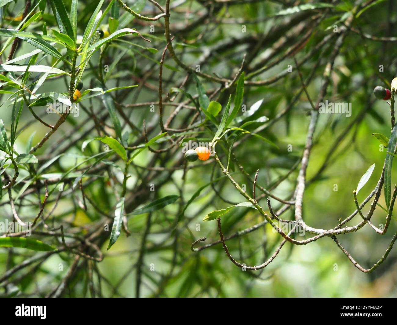 Nakai yellowwood (Podocarpus nakaii Stock Photo - Alamy