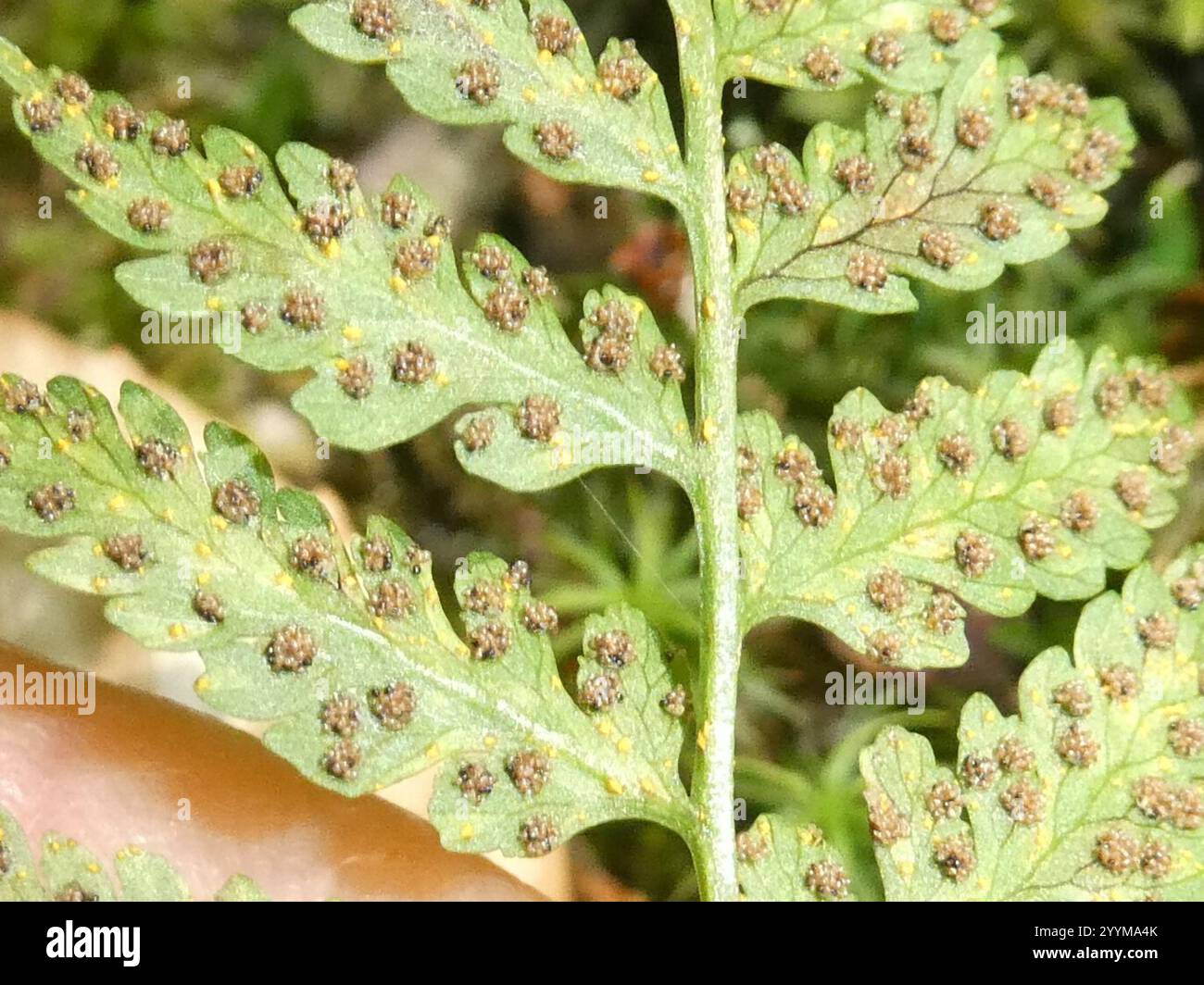 fragile ferns (Cystopteris Stock Photo - Alamy
