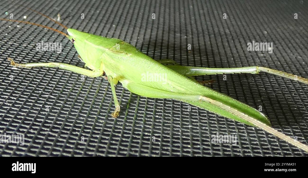 Coneheads hi-res stock photography and images - Alamy