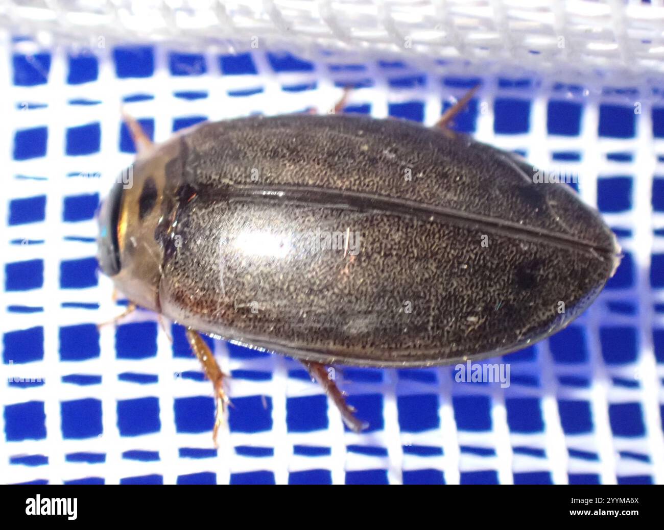 Cosmopolitan Diving Beetle (Rhantus suturalis Stock Photo - Alamy