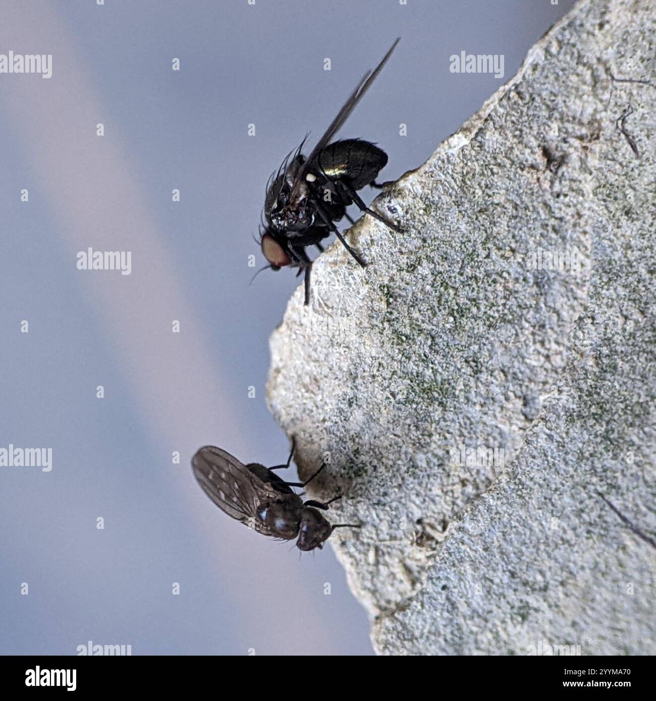 Scatella hi-res stock photography and images - Alamy