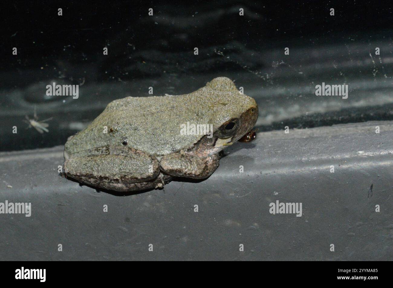 Cope's Gray Treefrog (Hyla chrysoscelis Stock Photo - Alamy