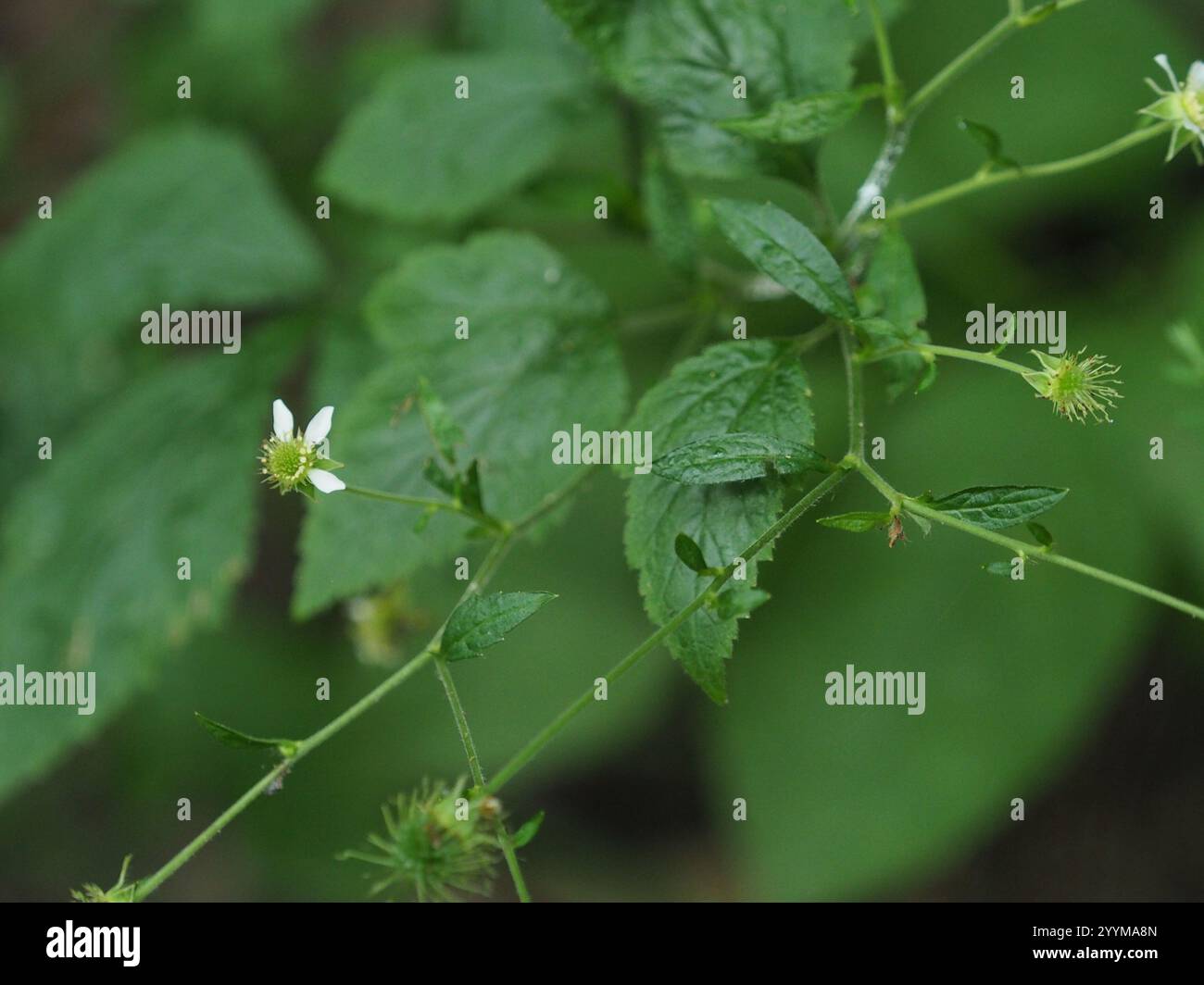 white avens (Geum canadense Stock Photo - Alamy