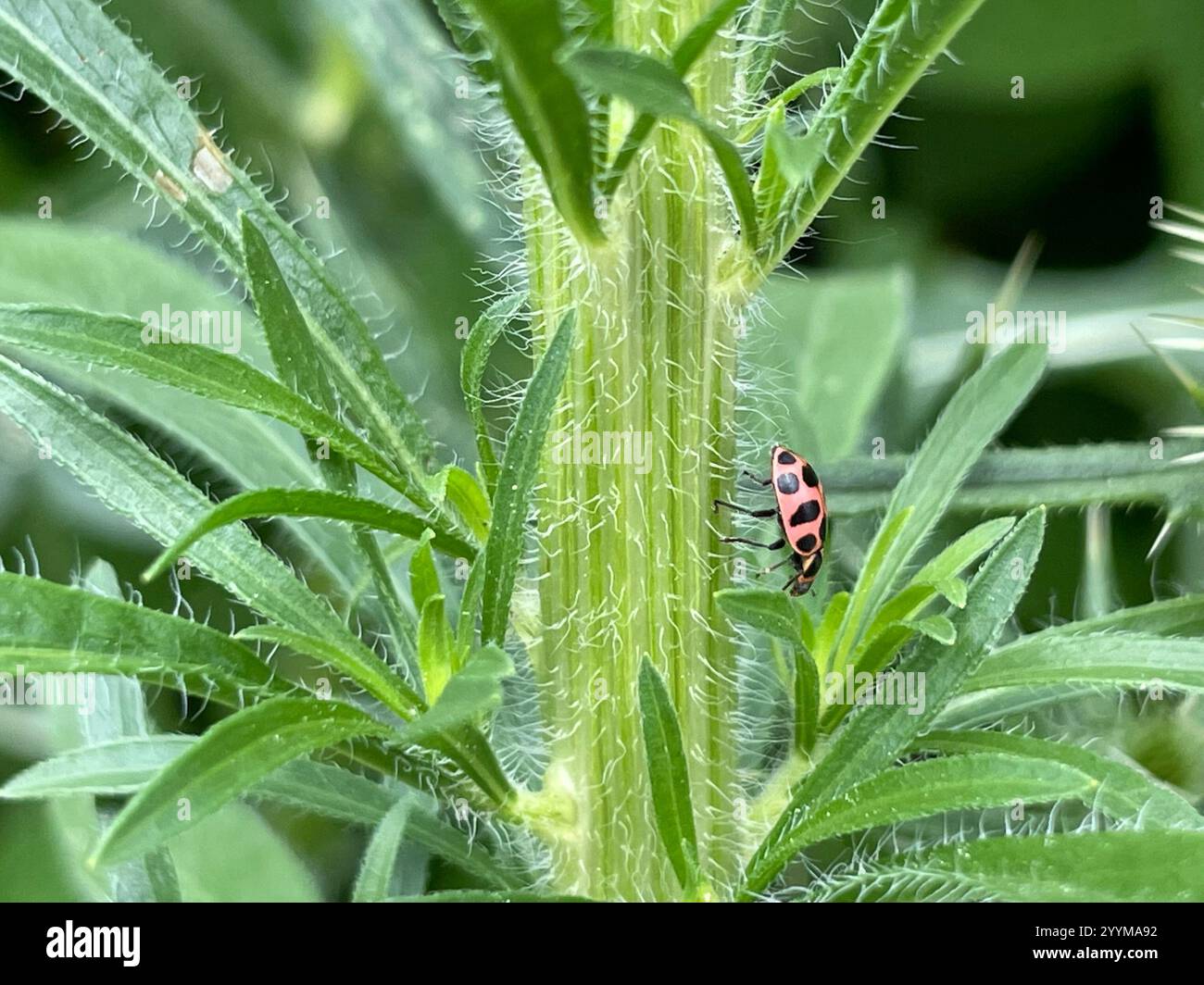 Spotted Pink Lady Beetle (Coleomegilla maculata Stock Photo - Alamy