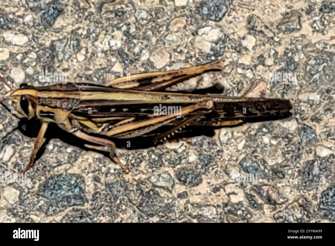 Grasshoppers, Locusts, and Allies (Caelifera Stock Photo - Alamy