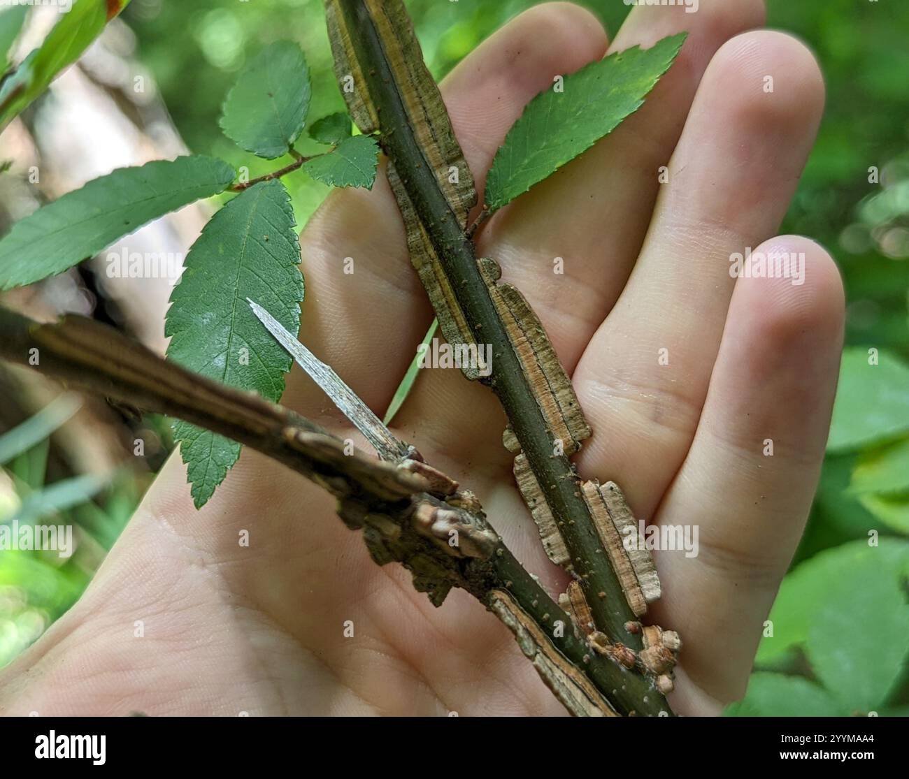 Winged Elm (Ulmus alata Stock Photo - Alamy