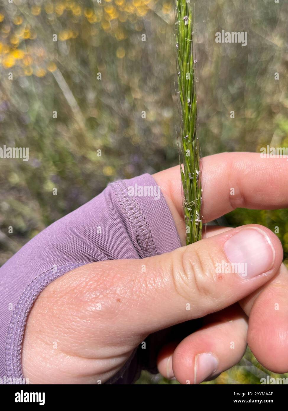 blue wild rye (Elymus glaucus Stock Photo - Alamy