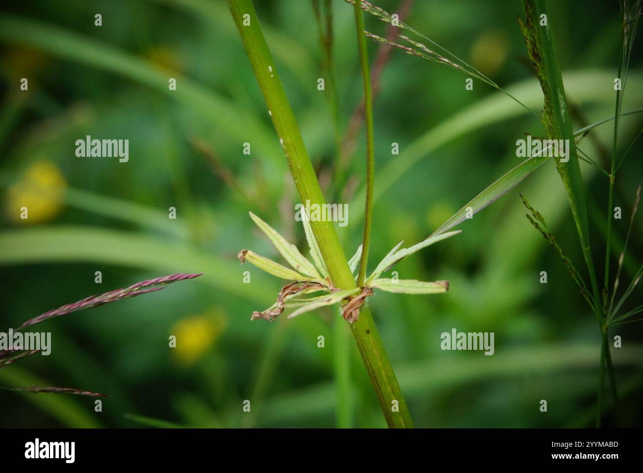Common Valerian Complex (Valeriana officinalis Stock Photo - Alamy