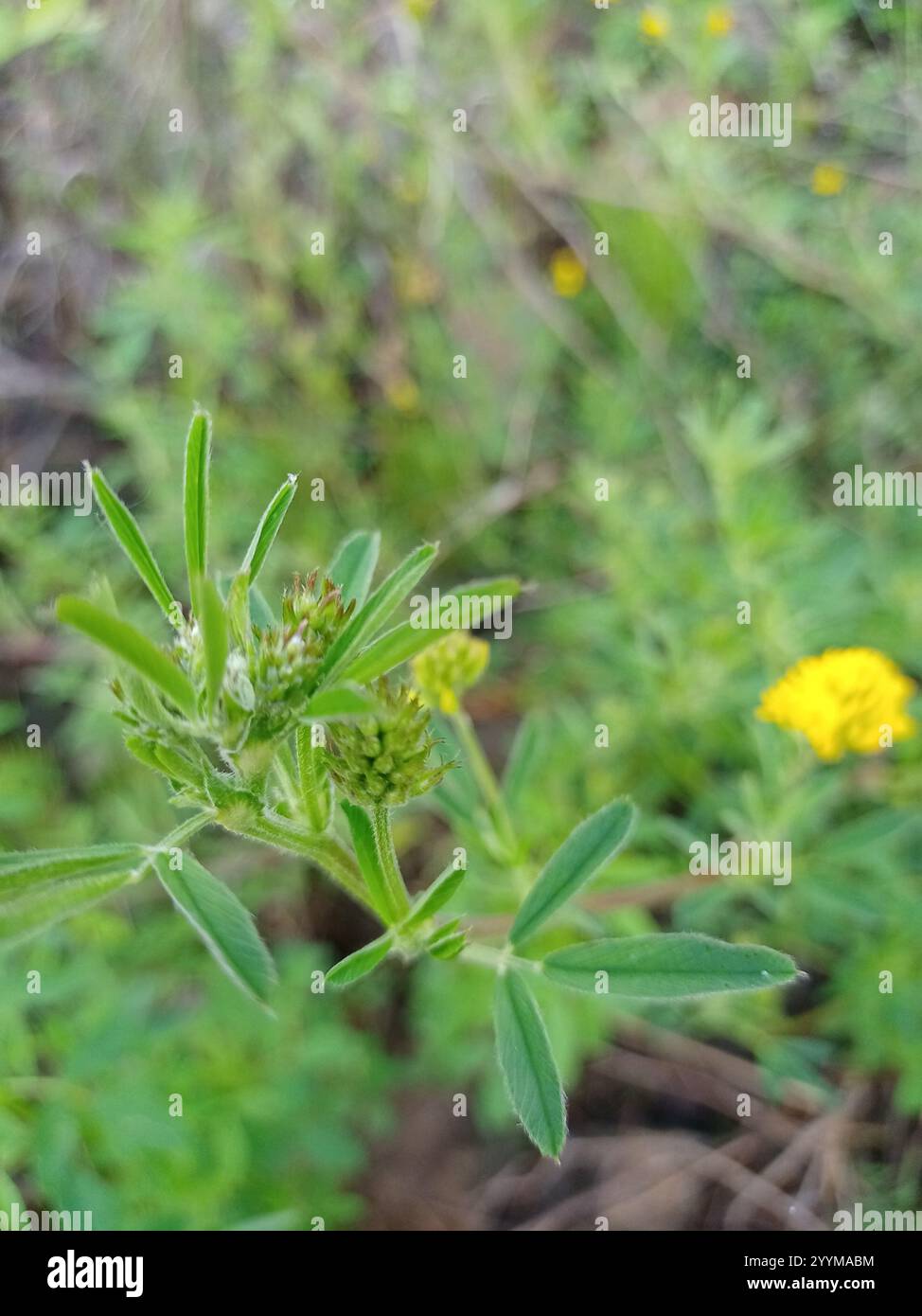 sickle alfalfa (Medicago falcata Stock Photo - Alamy