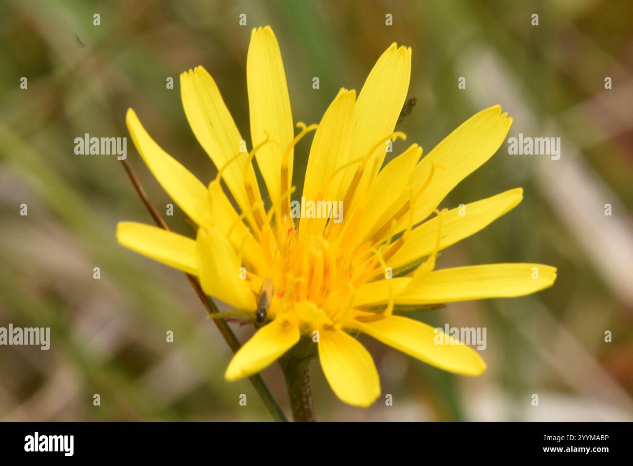 Microseris borealis hi-res stock photography and images - Alamy