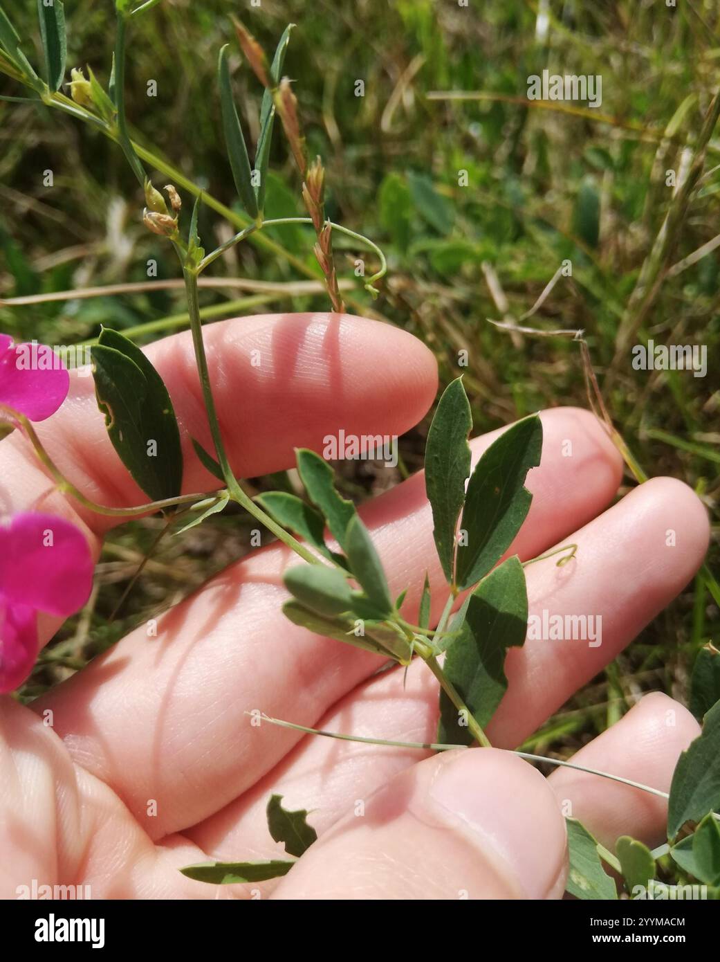 tuberous pea (Lathyrus tuberosus Stock Photo - Alamy