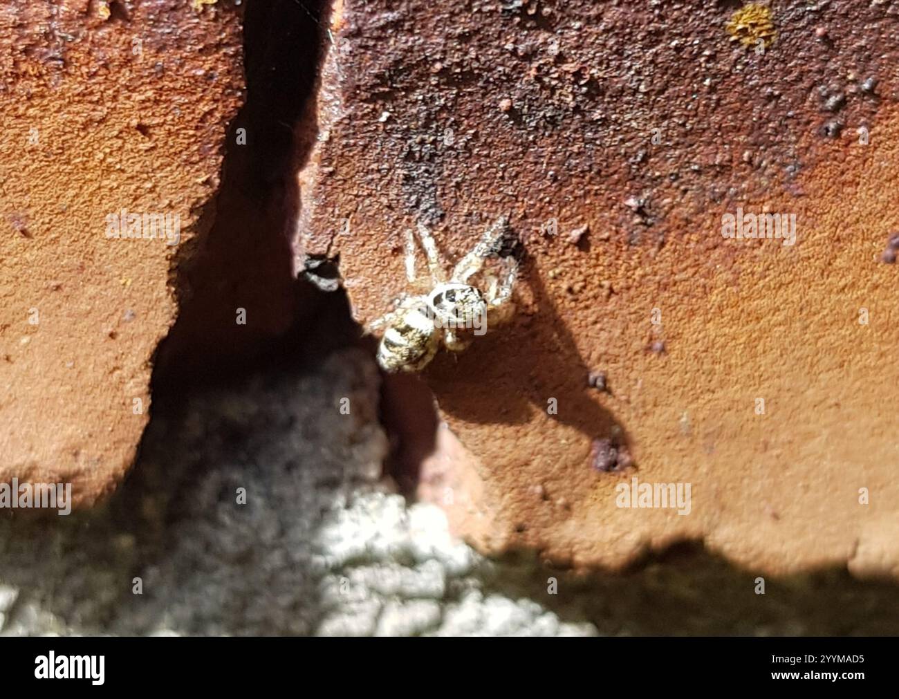 Zebra Jumping Spider (Salticus scenicus Stock Photo - Alamy