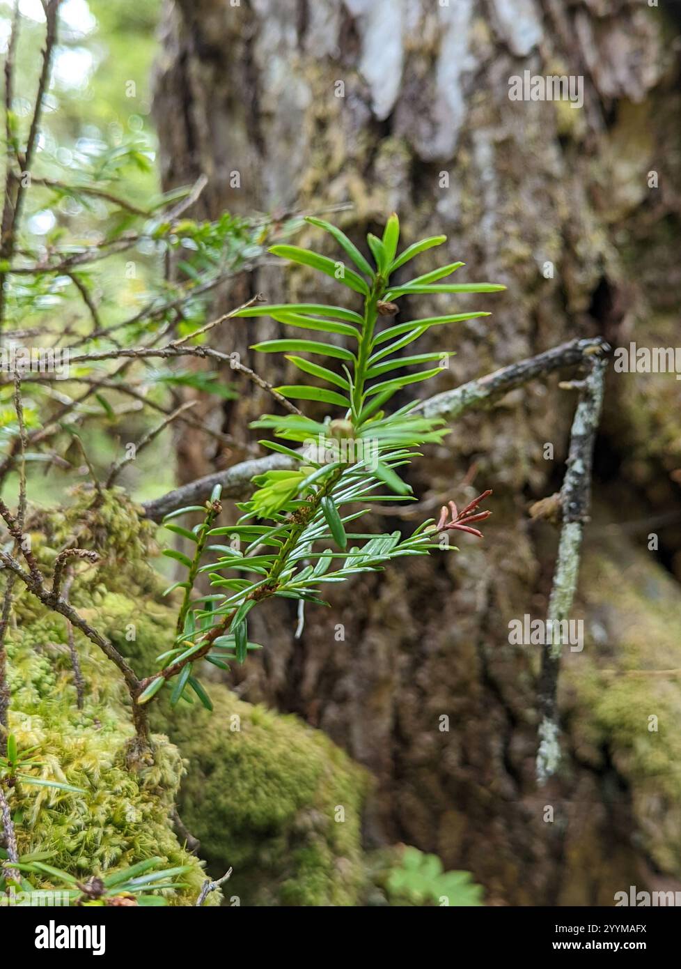 Pacific yew (Taxus brevifolia Stock Photo - Alamy