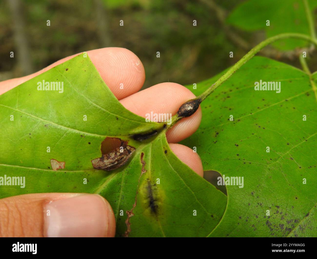 Tulip Tree Spot Gall Midge (Resseliella tulipiferae Stock Photo - Alamy