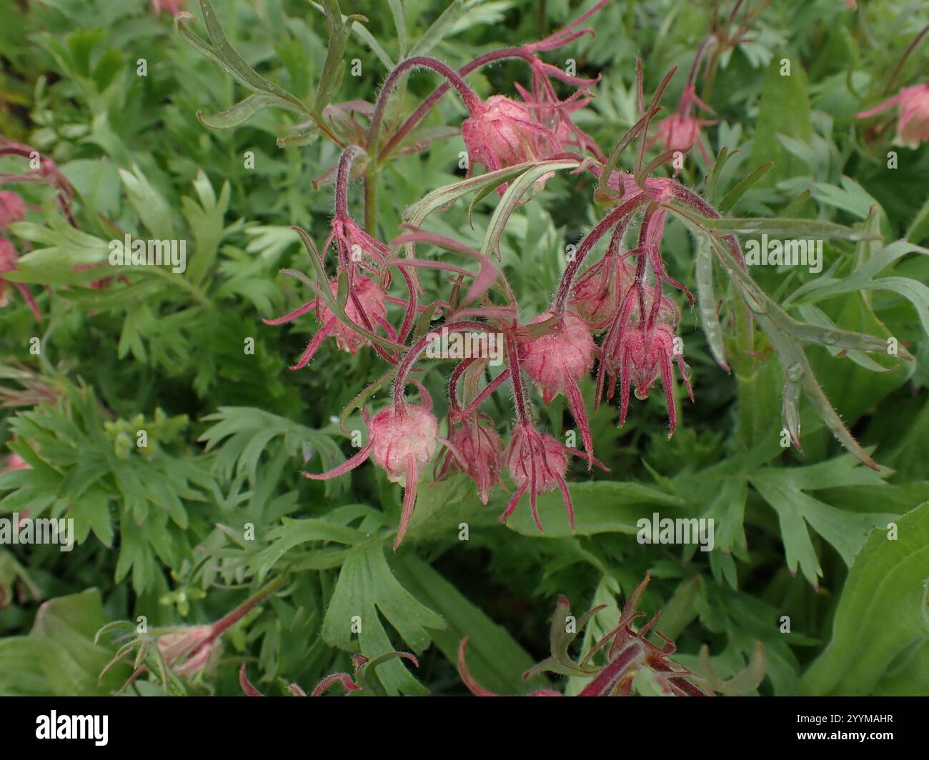 prairie smoke (Geum triflorum Stock Photo - Alamy