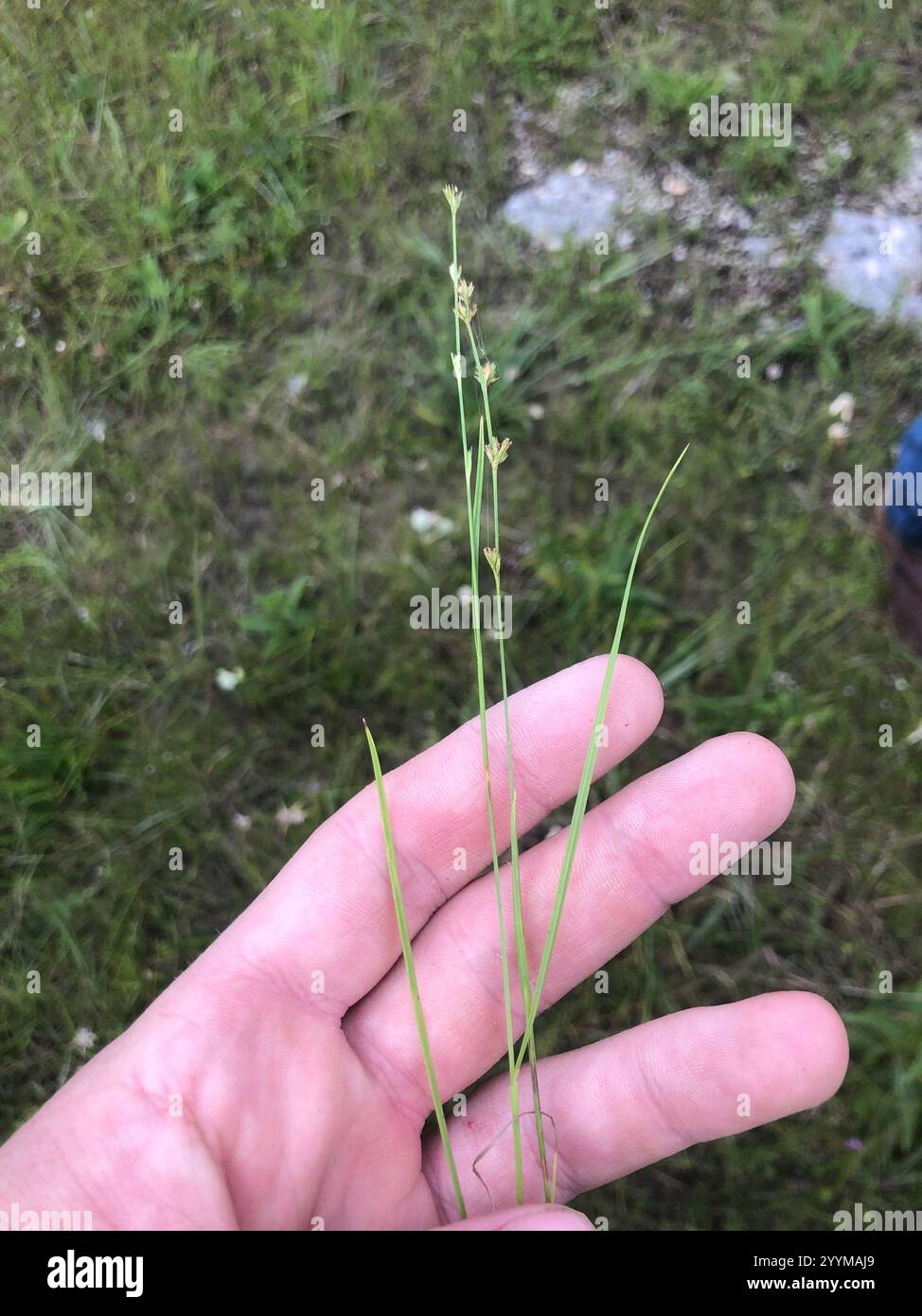 Low Nutrush (Scleria verticillata Stock Photo - Alamy