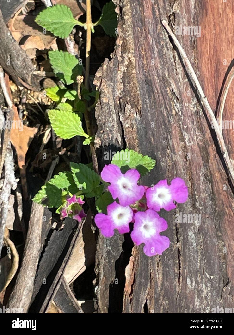 creeping lantana (Lantana montevidensis Stock Photo - Alamy